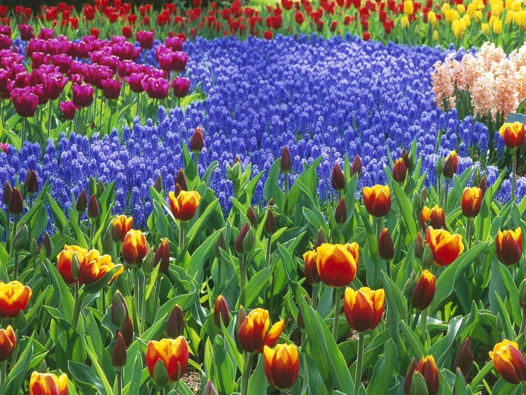 Les champs de tulipes en Hollande